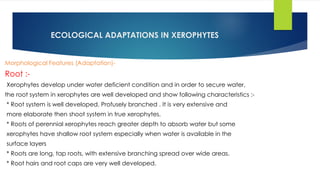 Xerophytes | PDF