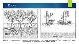 Xerophytes | PDF