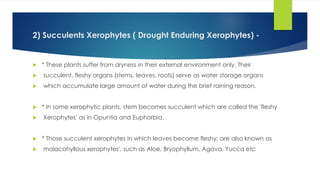 Xerophytes | PDF