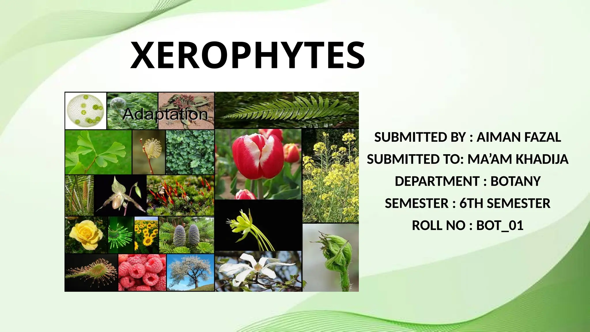 xerophytes .pptx