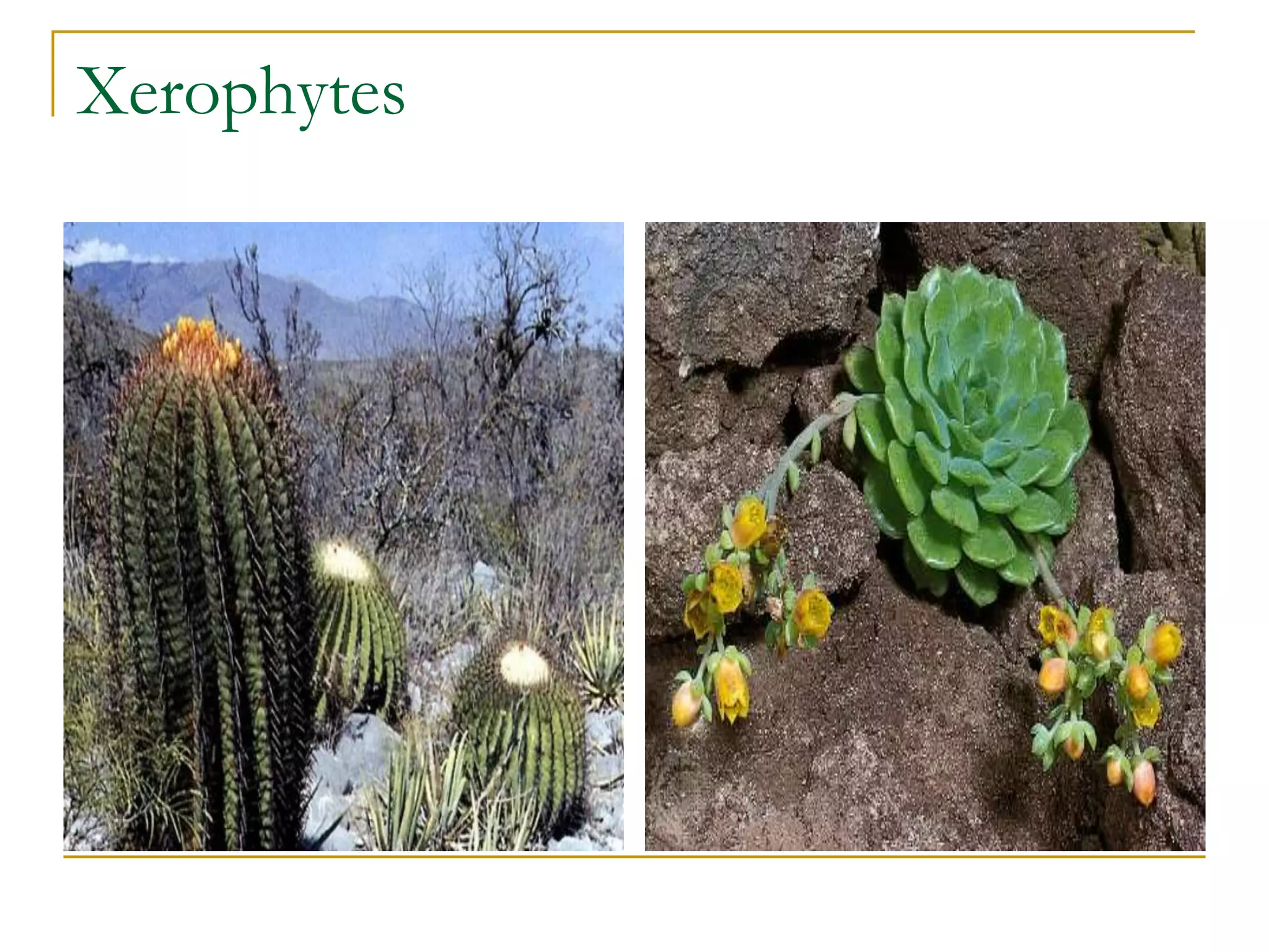 Xerophytes and hydrophytes | PPTX
