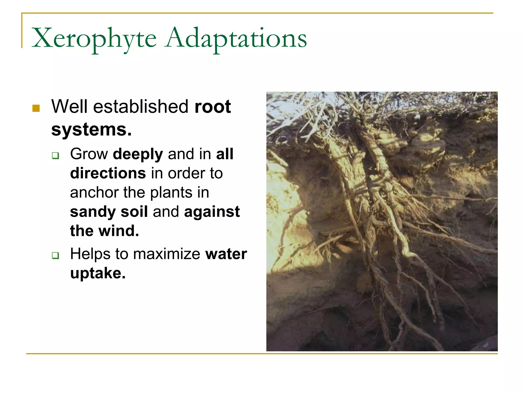 Xerophytes and hydrophytes | PPTX