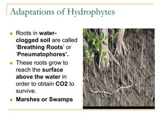 Xerophytes and hydrophytes | PPTX