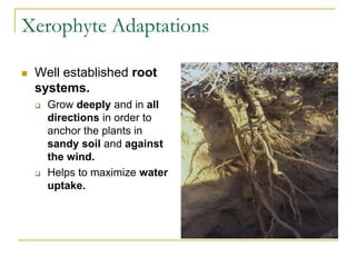 Xerophytes and hydrophytes | PPTX