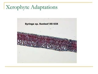 Xerophytes and hydrophytes | PPTX