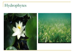 Xerophytes Mesophytes Hydrophytes