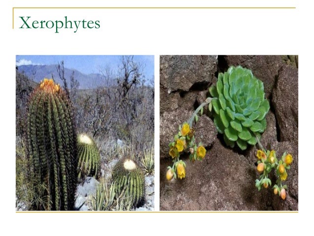 Xerophytes With Name
