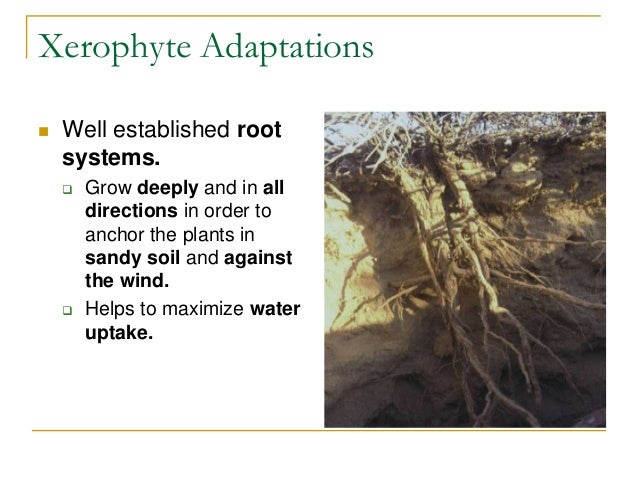 Xerophyte Adaptations
