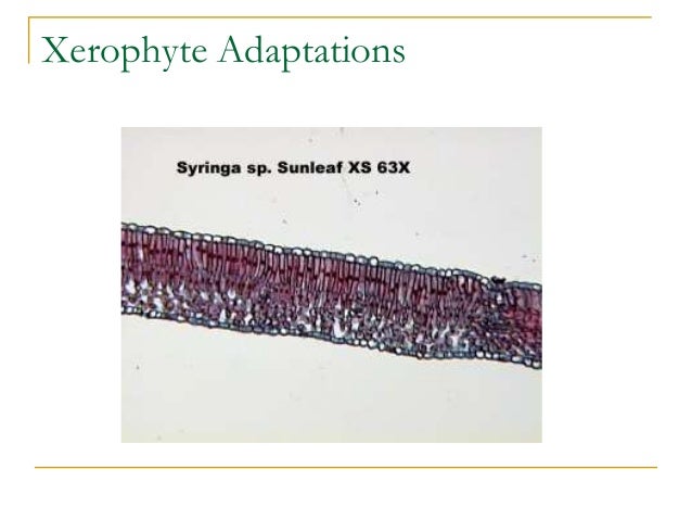Xerophyte Adaptations