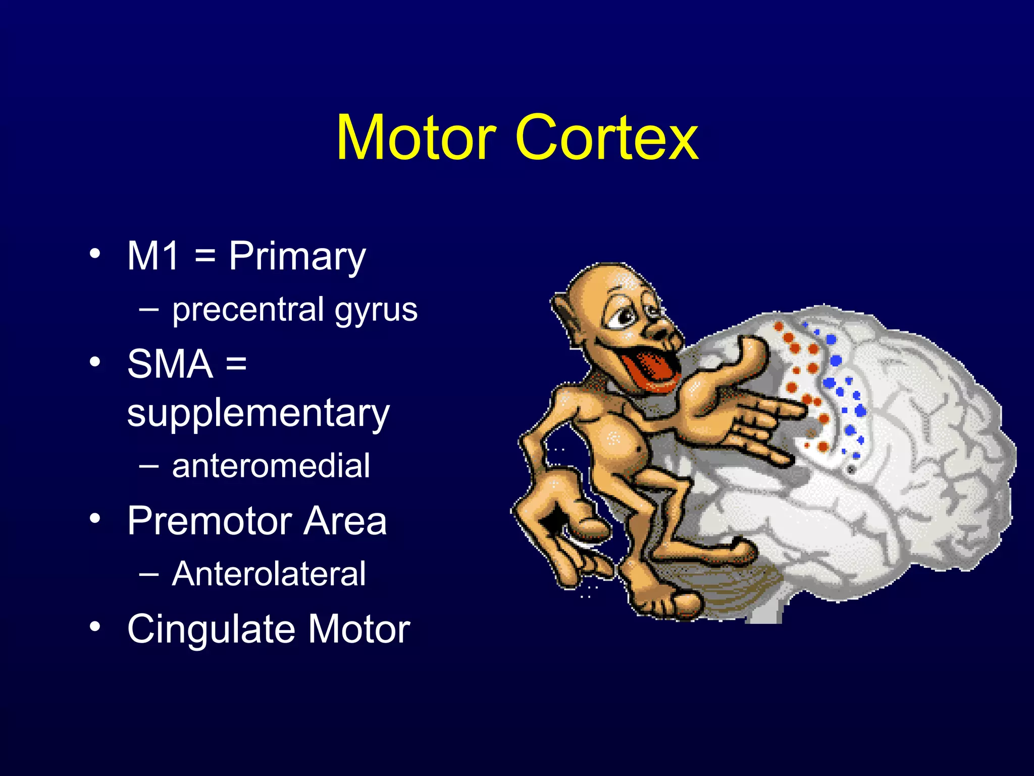 Anatomy of Motor system2 | PPT