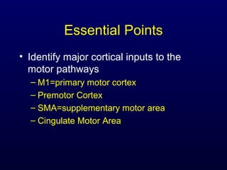 Anatomy of Motor system2 | PPT