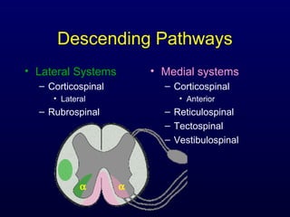 Anatomy of Motor system2 | PPT