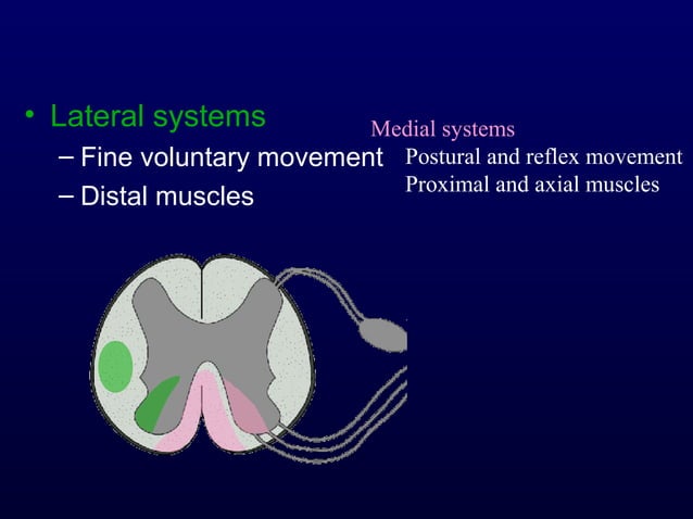 Anatomy of Motor system2 | PPT | Death, Injury, or Military Conflict ...