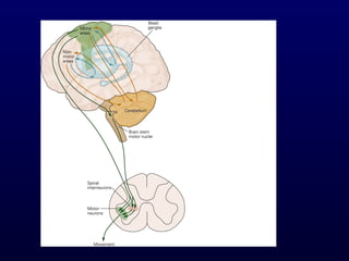 Anatomy of Motor system2 | PPT