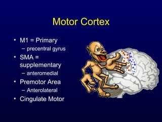 Anatomy of Motor system2 | PPT