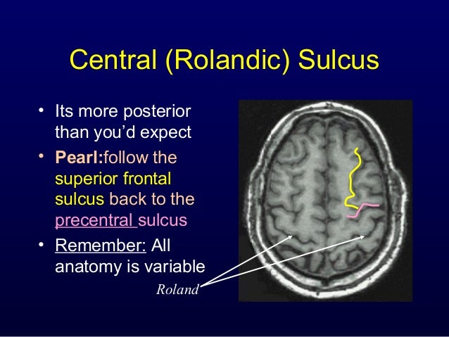 Anatomy of Motor system2