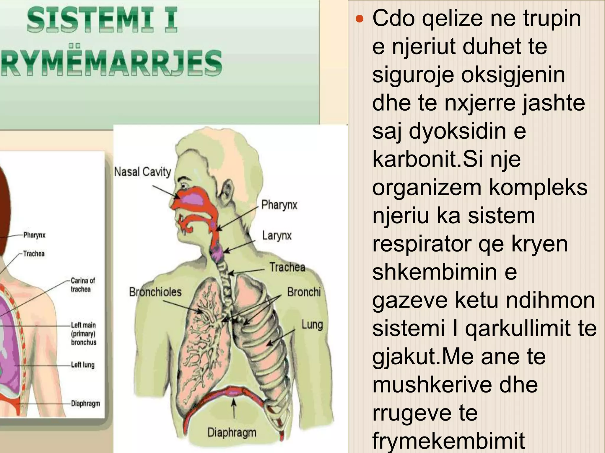 Xhoi Bega presentation1 shkolla"Albanet"klasa IX | PPTX