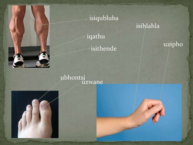 isiXhosa: Health and the body | PPT