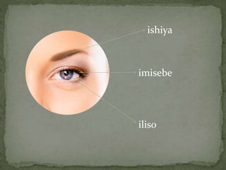 isiXhosa: Health and the body | PPT