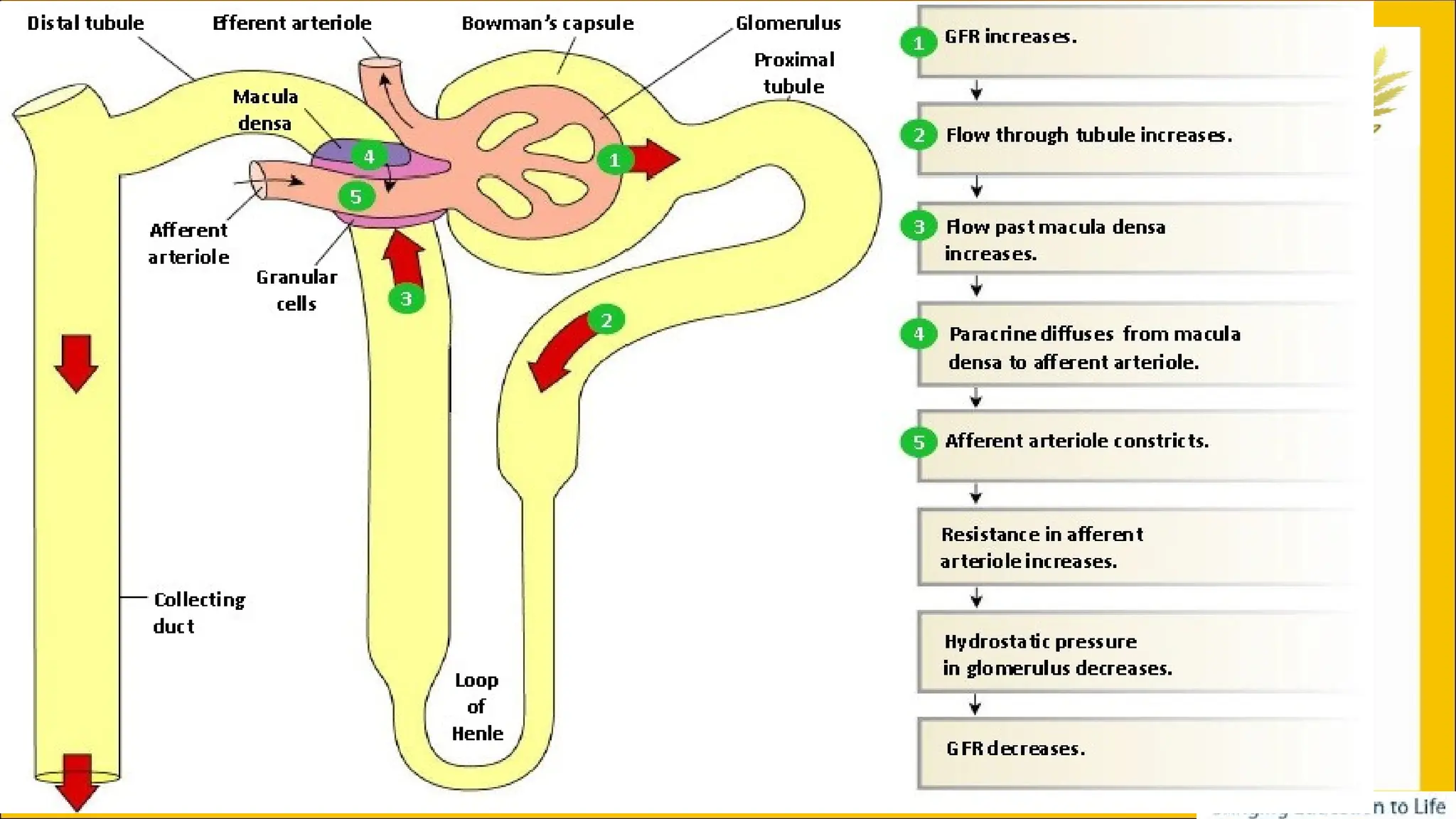Renal physiology of nrphrone and glomerular filtration | PPT