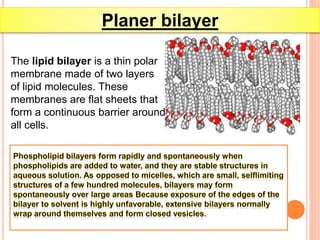 Monolayer , planer bilayer and liposomes as model | PPTX