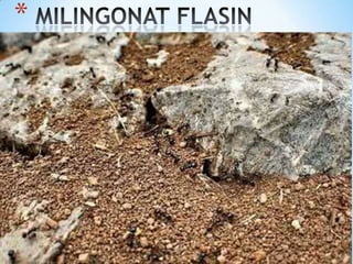 Xhulja projekt | PPT