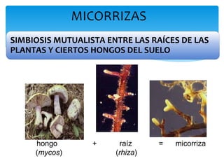 micorrizas, y su importancia en la silvicultura | PDF