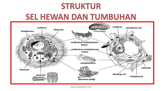 komponen sel biologi kelas xi ipa , sel. | PPT