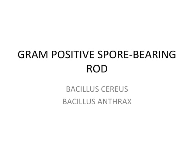 [Micro] gram positive spore bearing rods | PPT