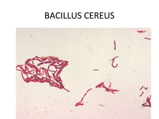 Bacillus Stearothermophilus Gram Stain
