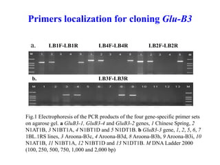 Understanding the effects of HMW-GS and LMW-GS on processing quality ...