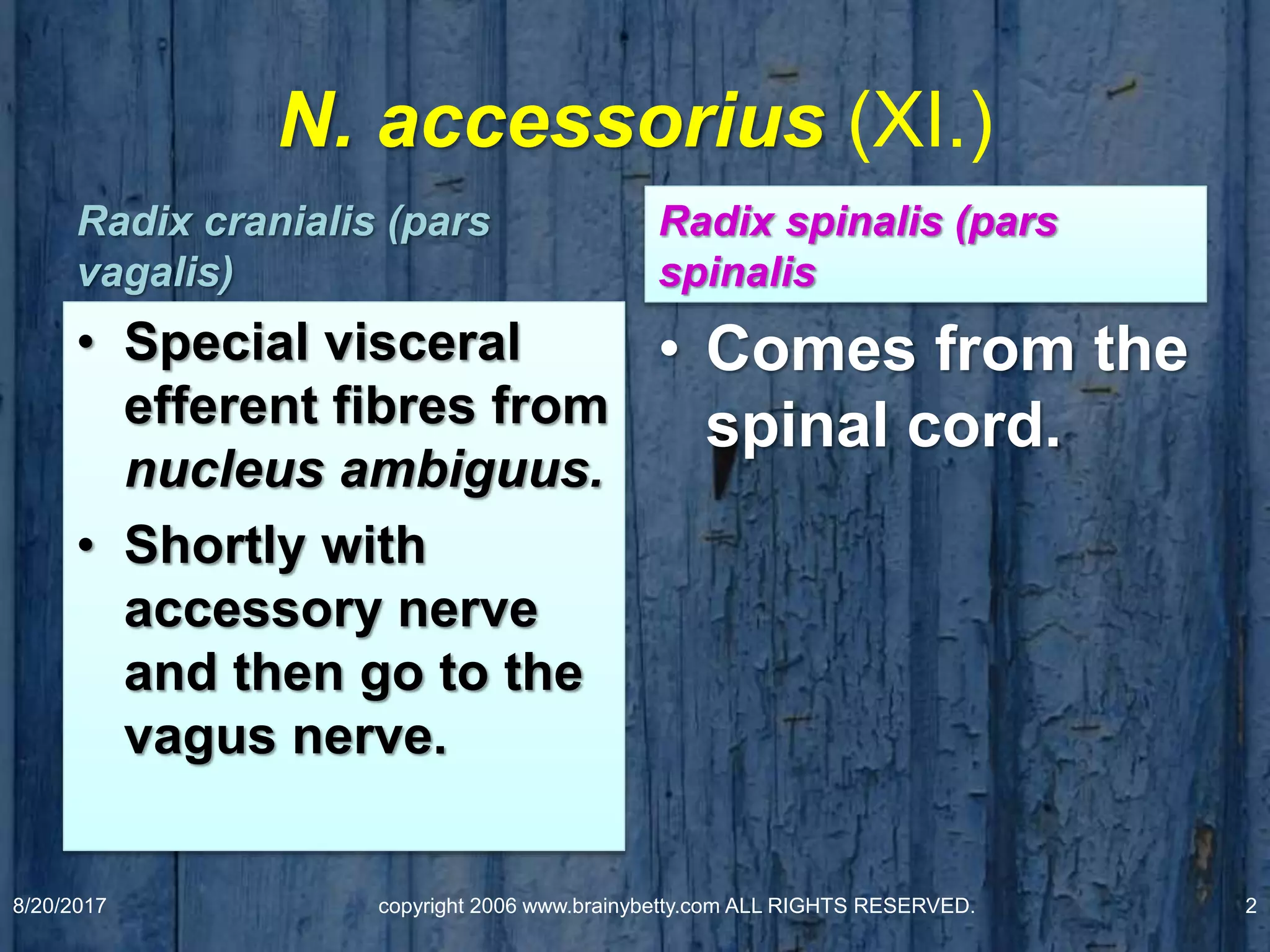 XI and XII cranial nerves | PPSX