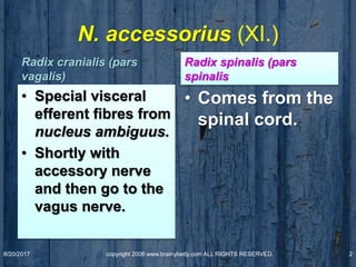 XI and XII cranial nerves | PPT