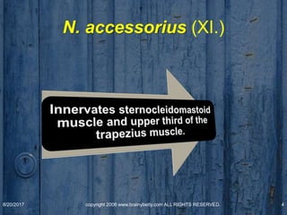 XI and XII cranial nerves | PPSX