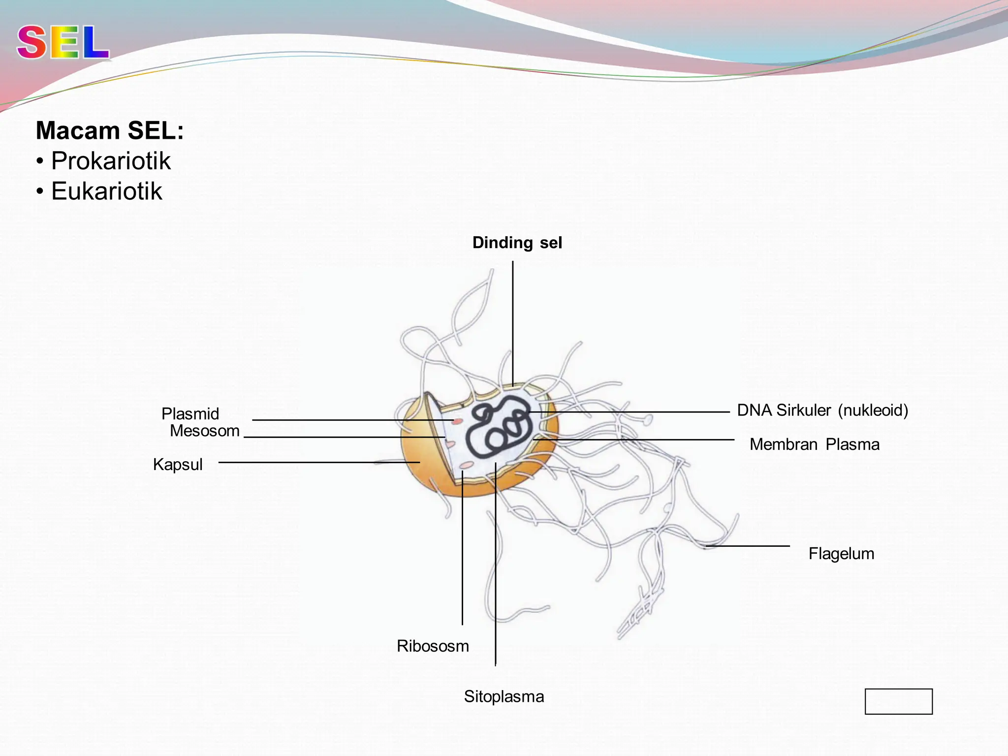 Materi Biologi Kelas XI BAB 1 struktur SEL.pdf