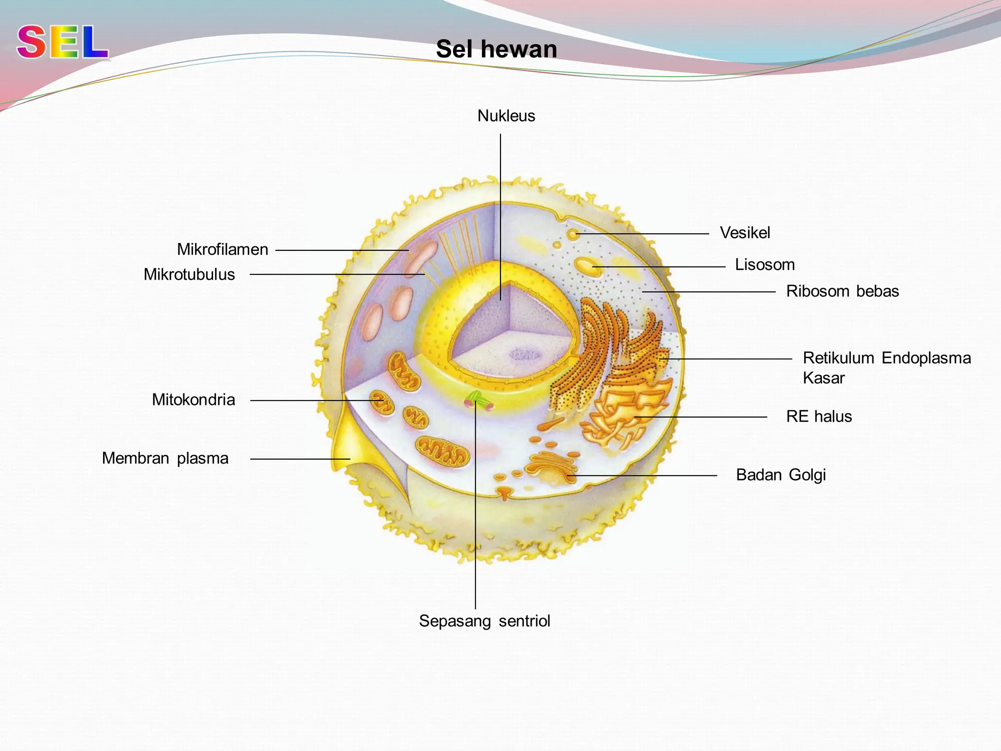 Materi Biologi Kelas XI BAB 1 struktur SEL.pdf