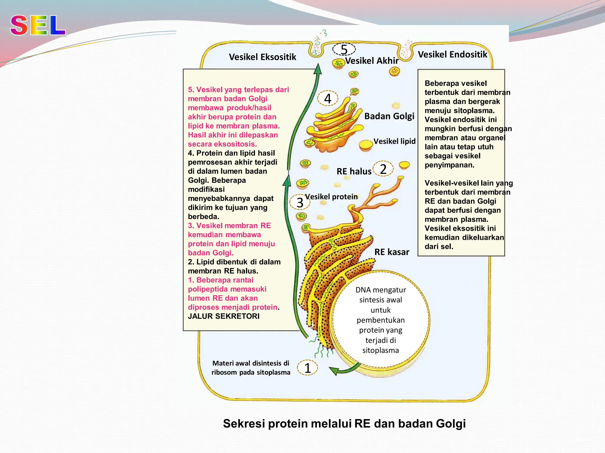 Materi Biologi Kelas XI BAB 1 struktur SEL.pdf
