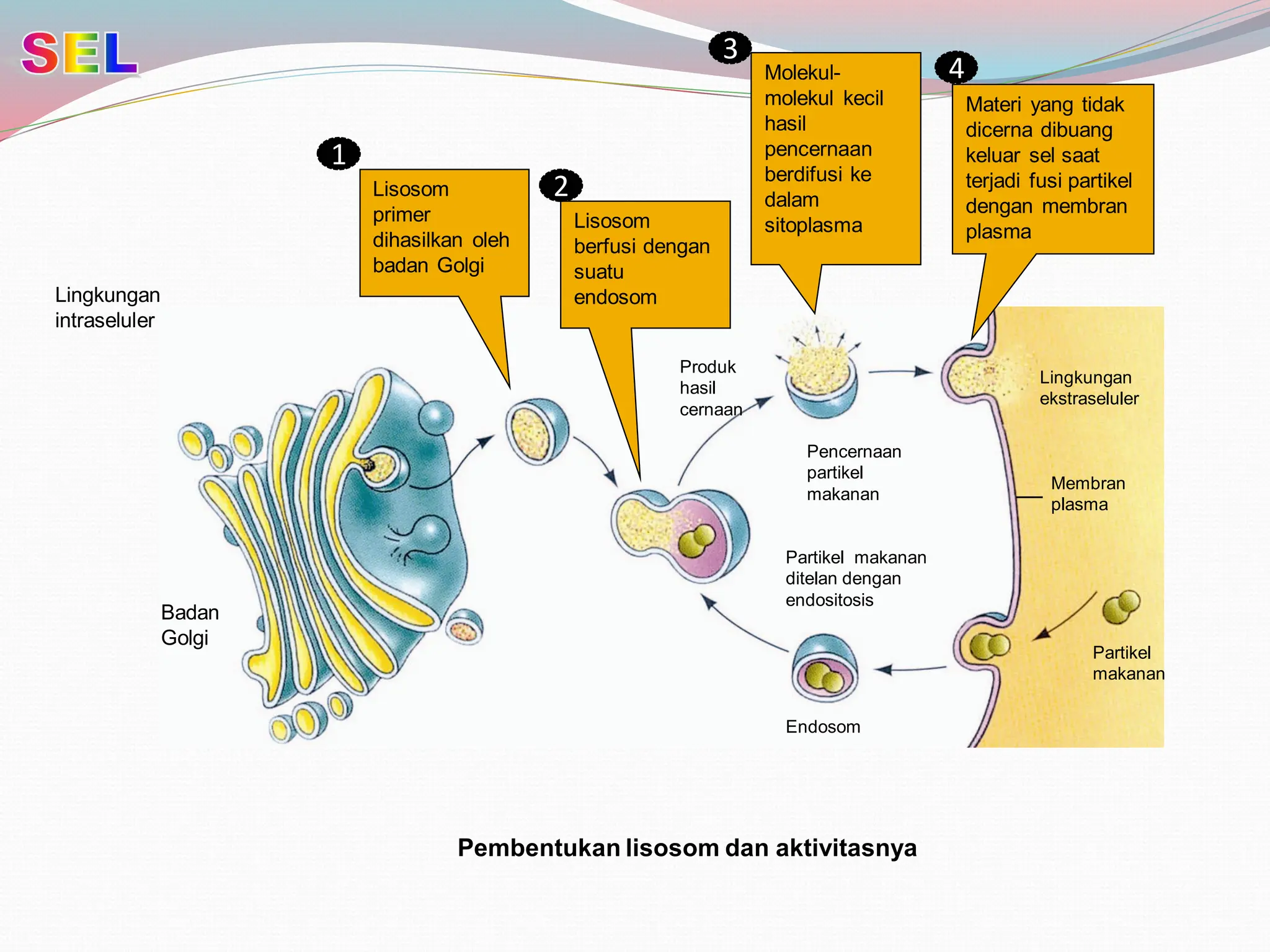 Materi Biologi Kelas XI BAB 1 struktur SEL.pdf