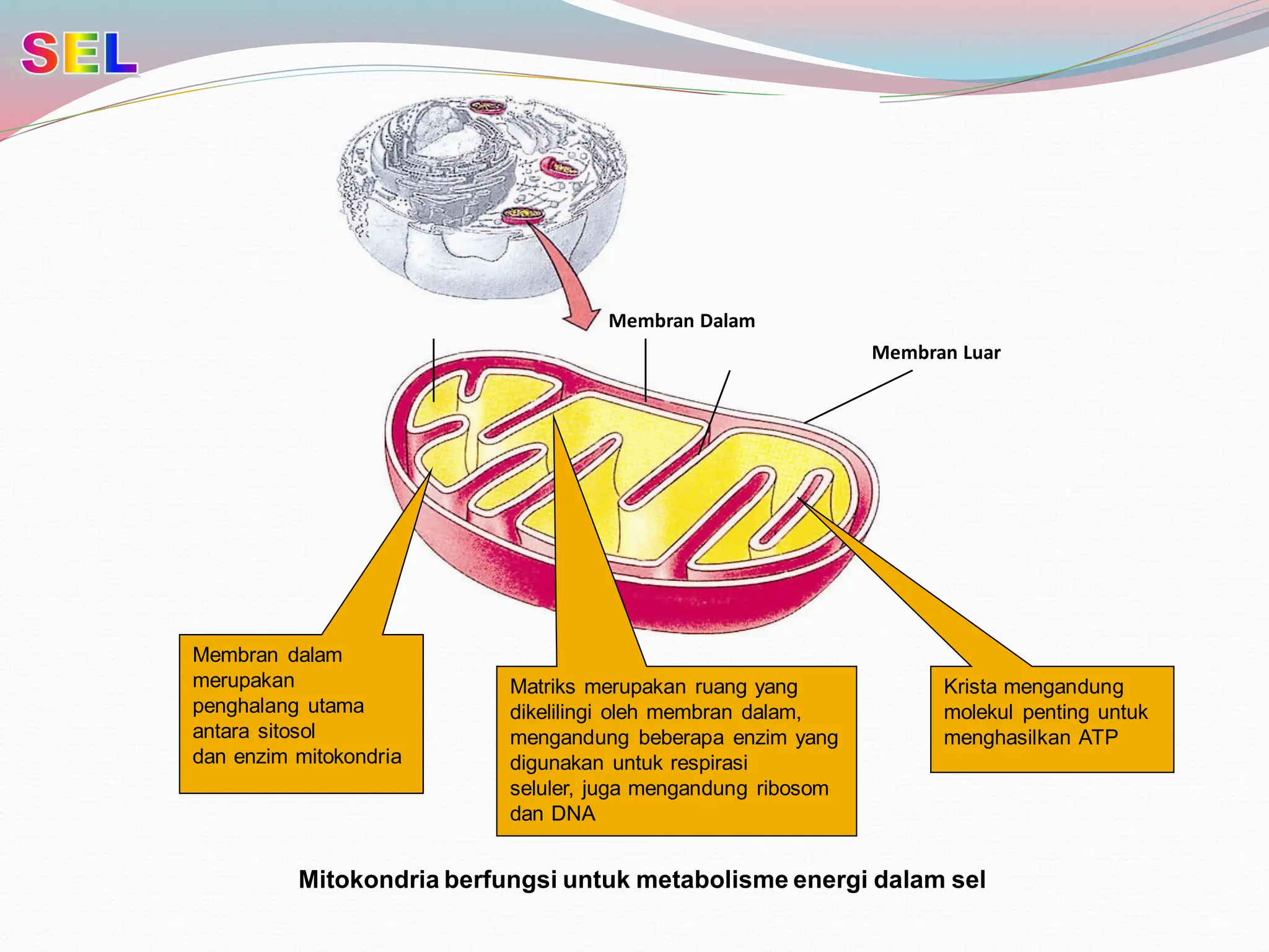 Materi Biologi Kelas XI BAB 1 struktur SEL.pdf