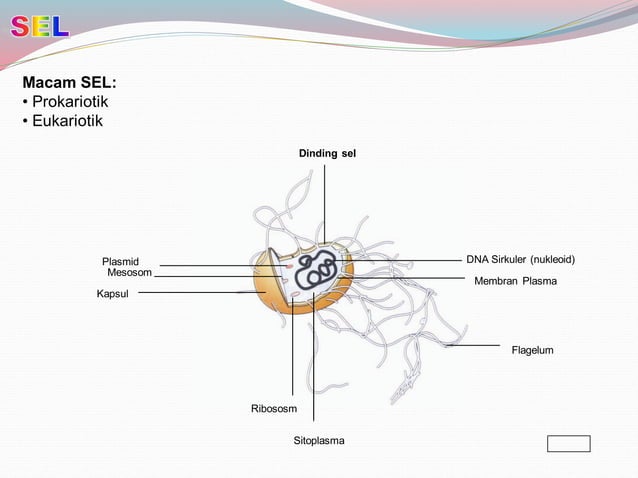 Materi Biologi Kelas XI BAB 1 struktur SEL.pdf