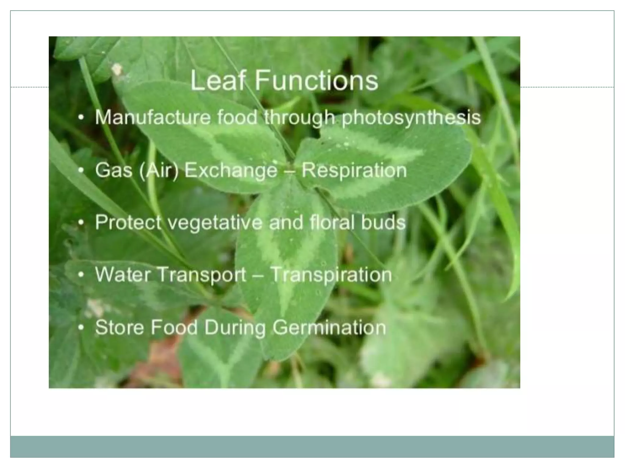Types of Roots and plant classification | PPT