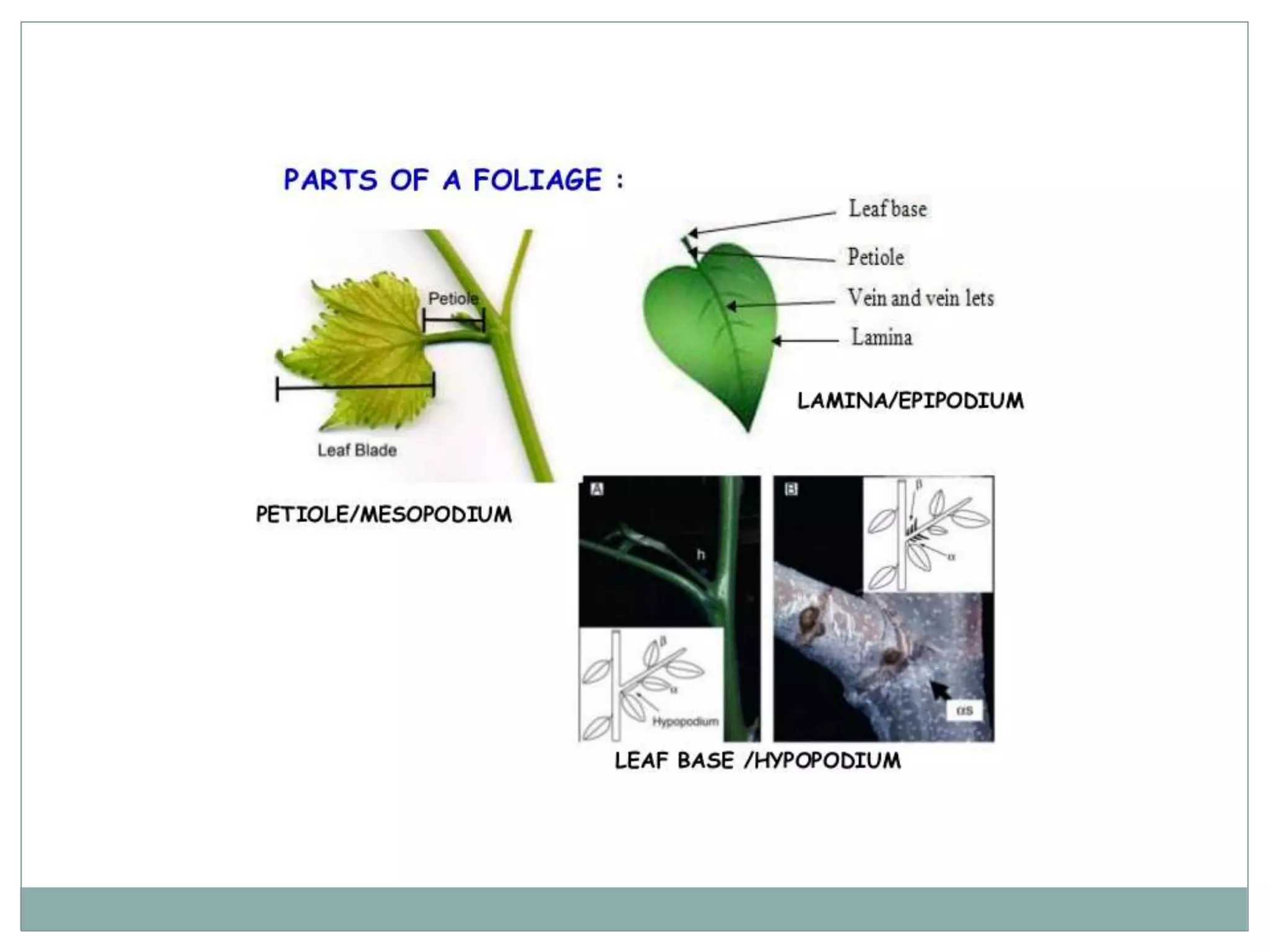 Types of Roots and plant classification | PPT