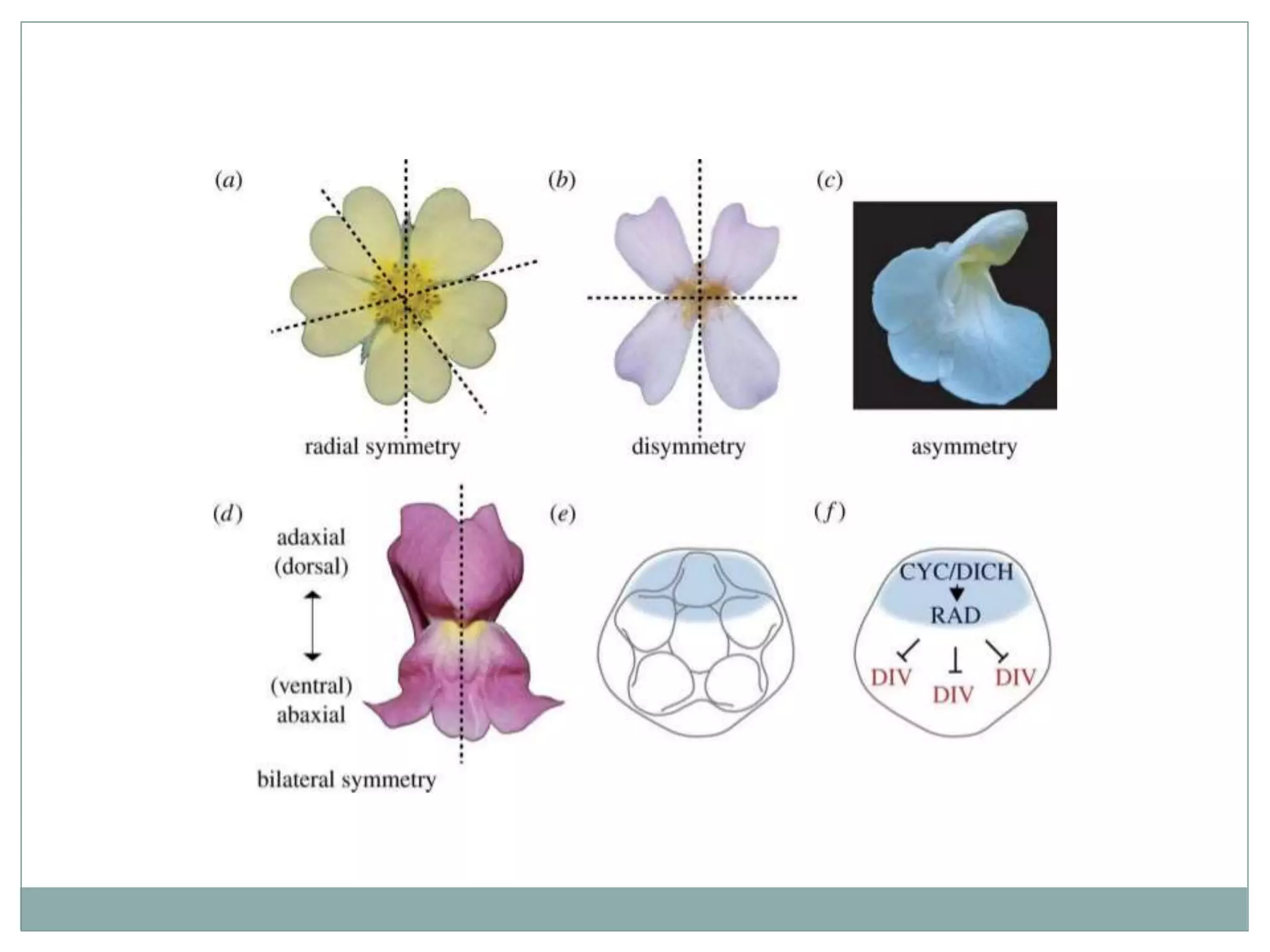Types of Roots and plant classification | PPT