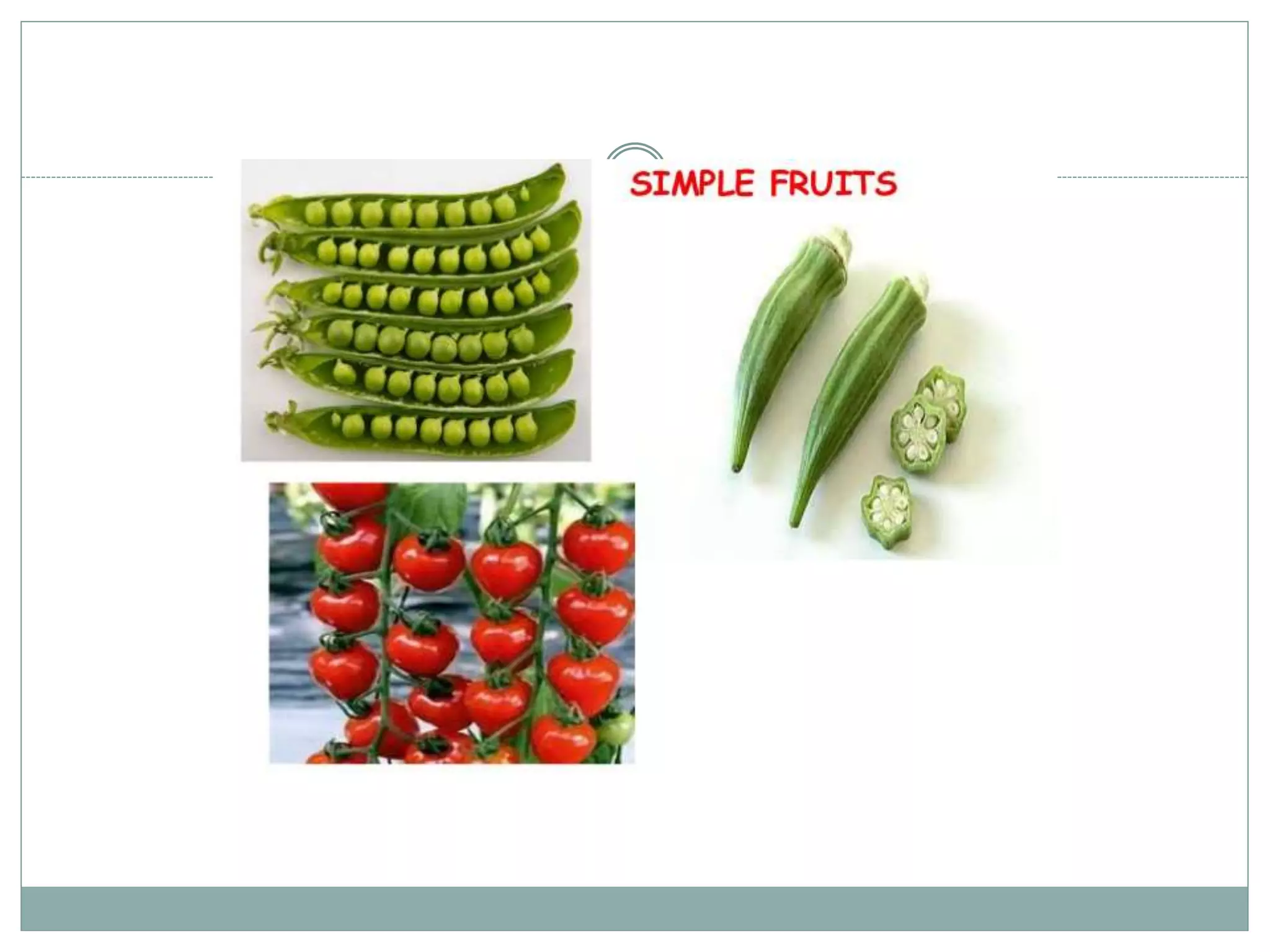 Types of Roots and plant classification | PPT