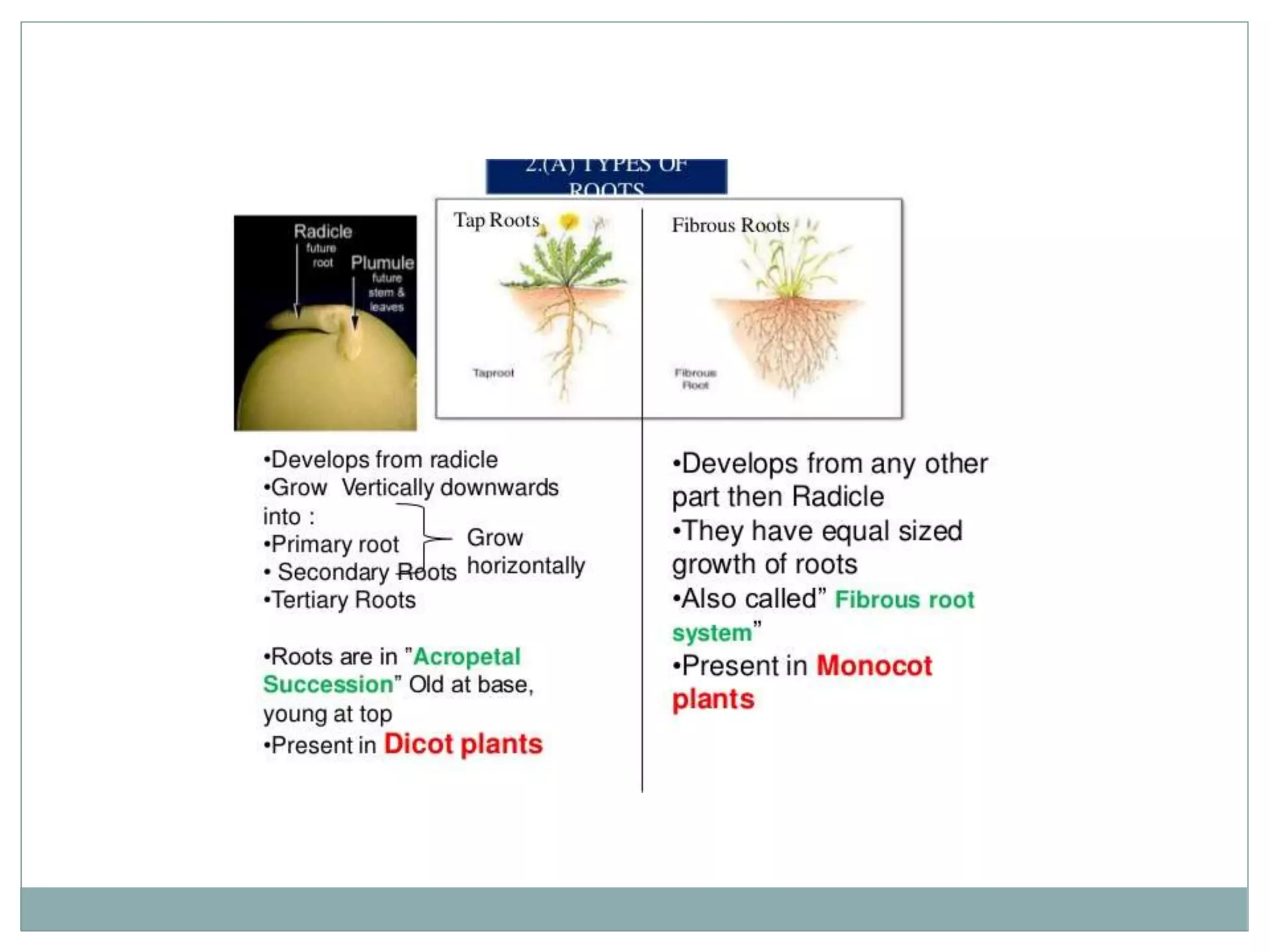 Types of Roots and plant classification | PPT