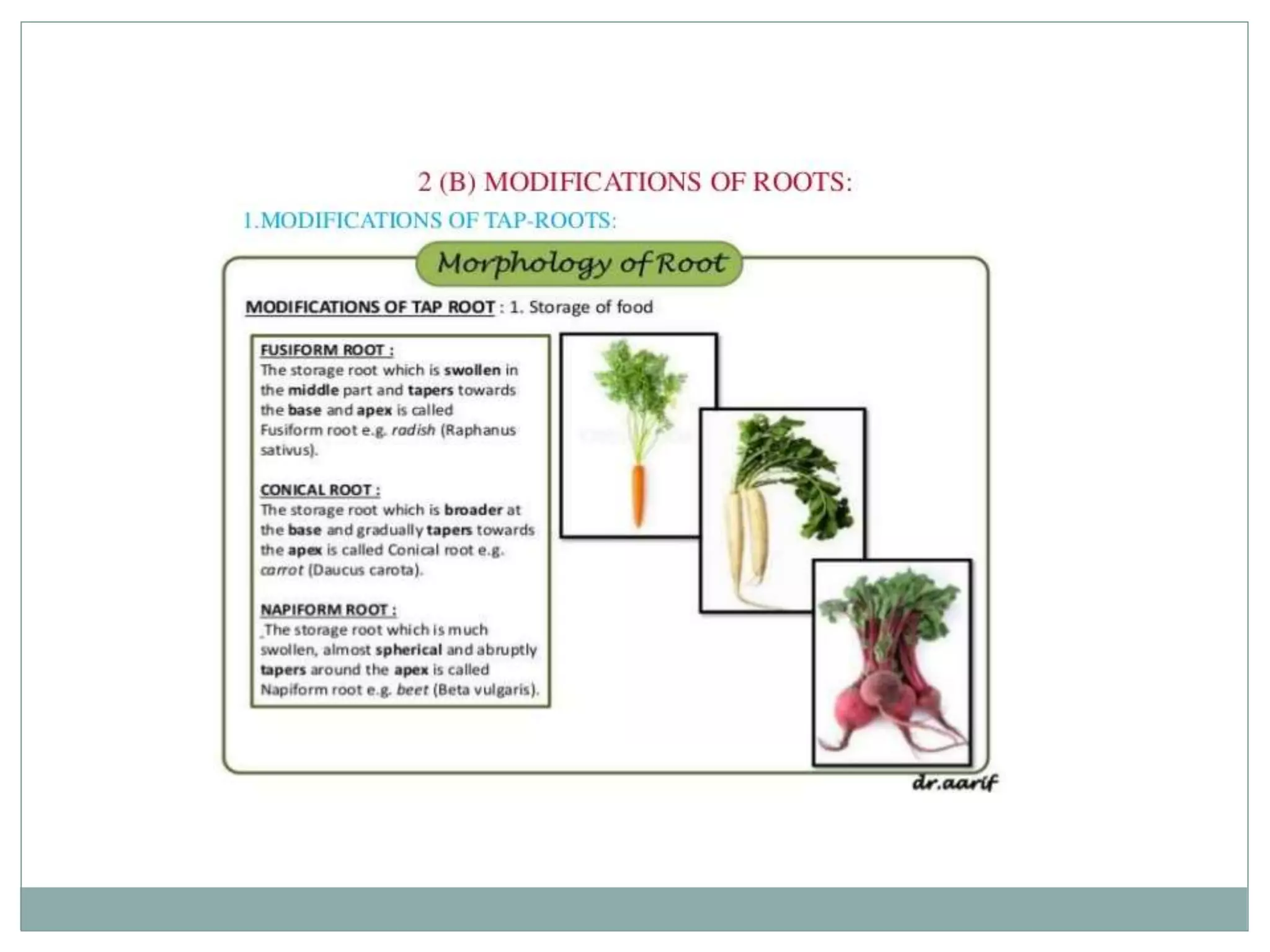 Types of Roots and plant classification | PPT