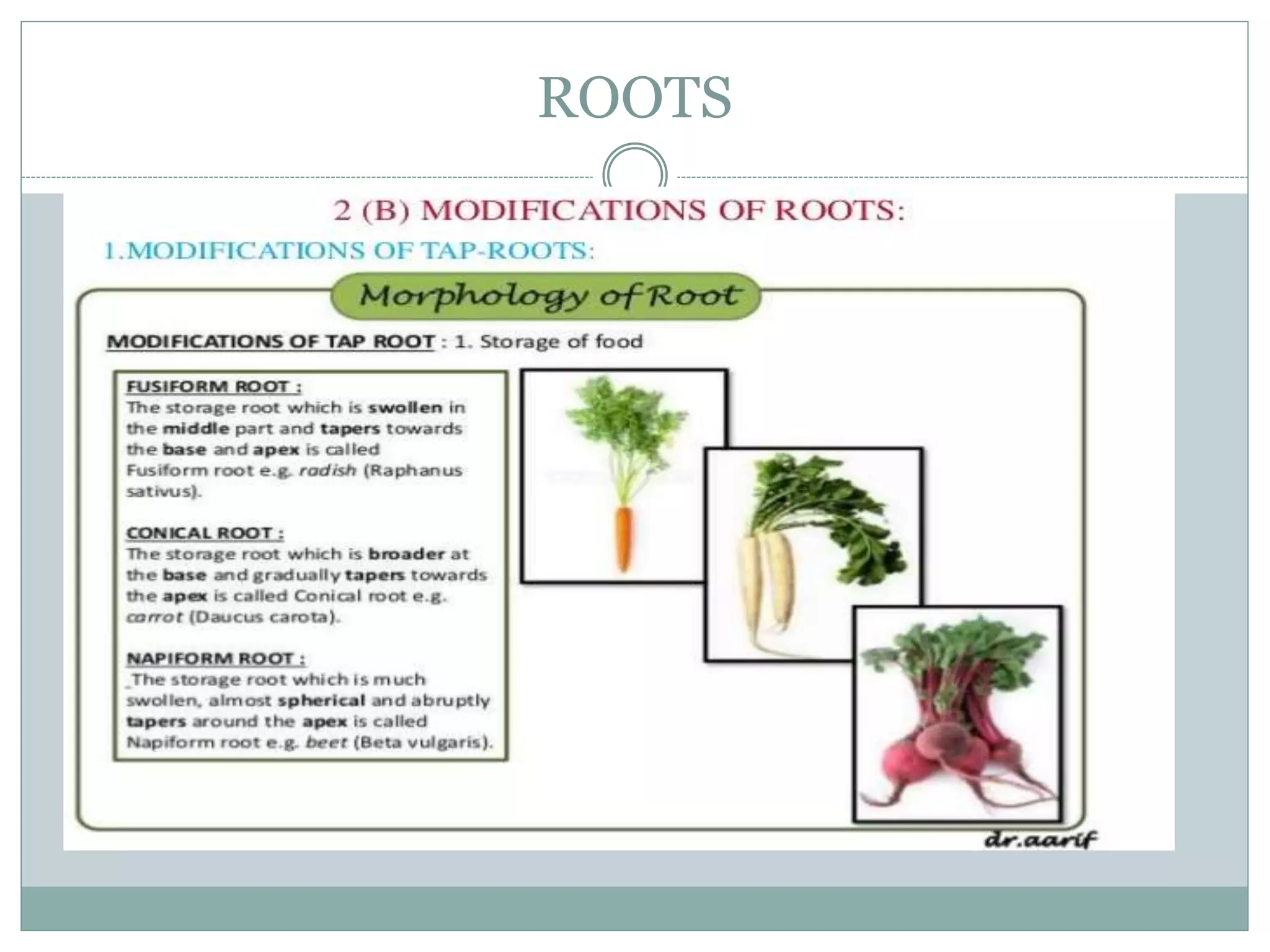 Types of Roots and plant classification | PPT