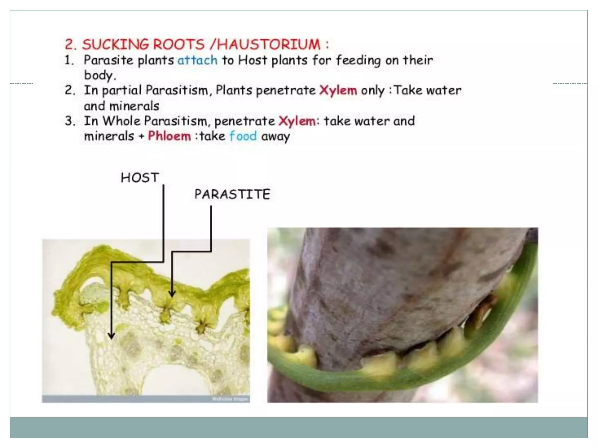Types of Roots and plant classification | PPT