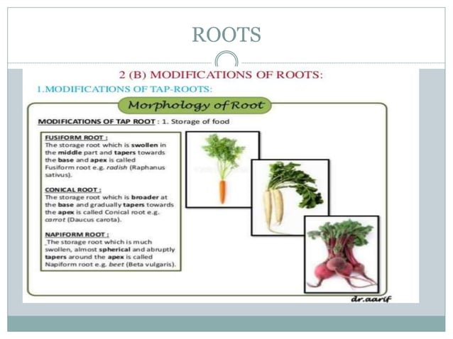 Types of Roots and plant classification | PPT