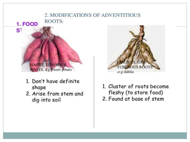 Types of Roots and plant classification | PPT
